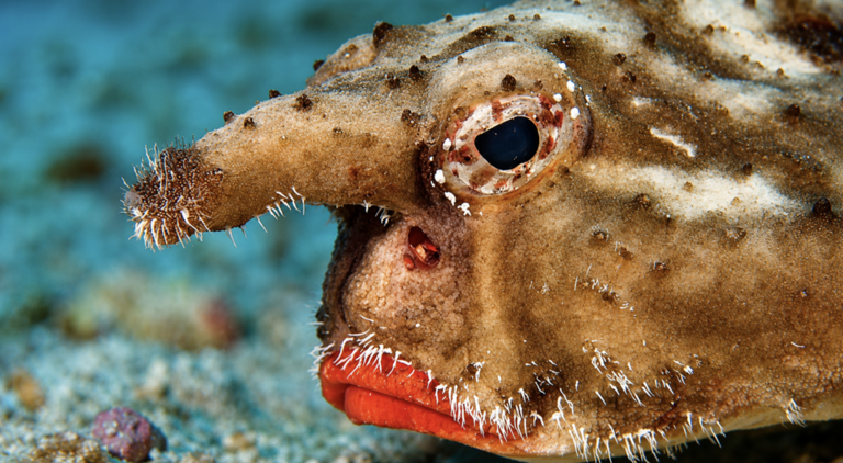 Nature’s weirdest creations: 10 animals that look completely unreal