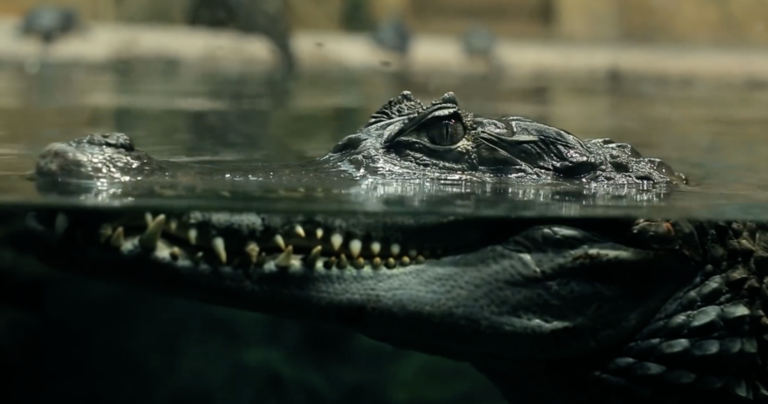 What if terror crocs were still alive?