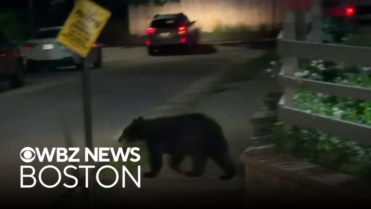 There's a black bear wandering around Worcester. An expert explains why.