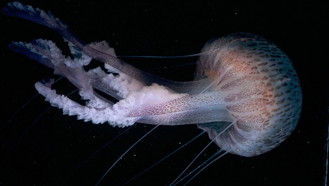 Deep sea giants reveal ocean secrets