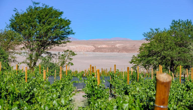 Cómo se cultiva en el lugar más árido del planeta: el antiguo sistema ...