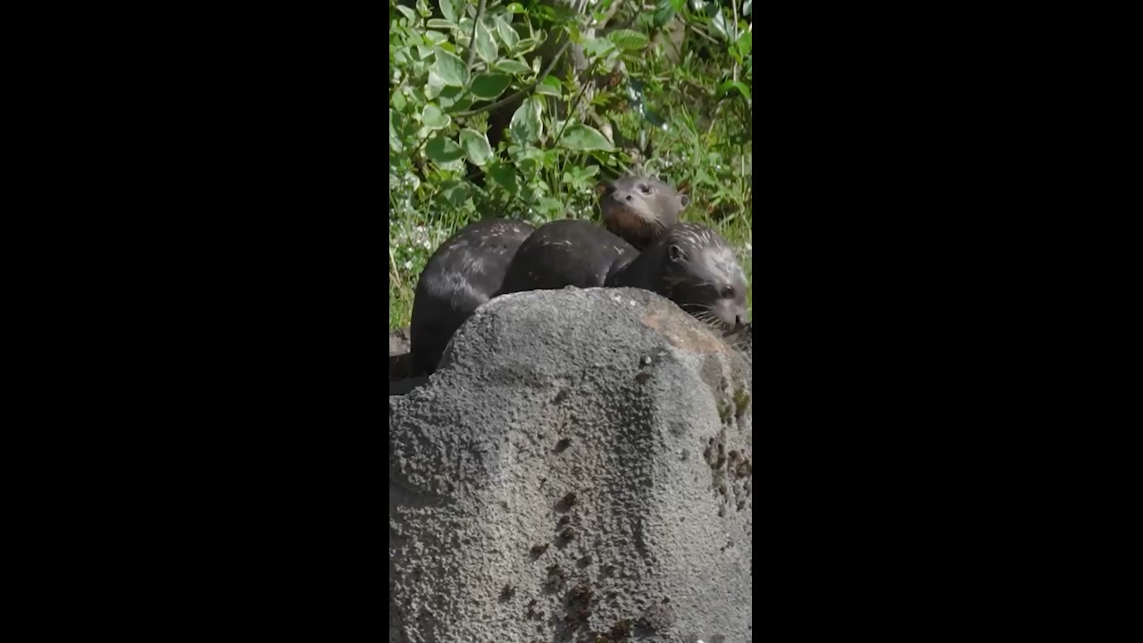Baby otter triplets go for swimming lessons