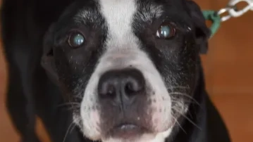 Raising a happy, well-behaved pit bull puppy