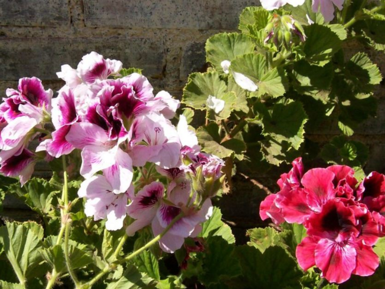 Cómo lograr que tus geranios exploten de flores: trucos ideales para ...