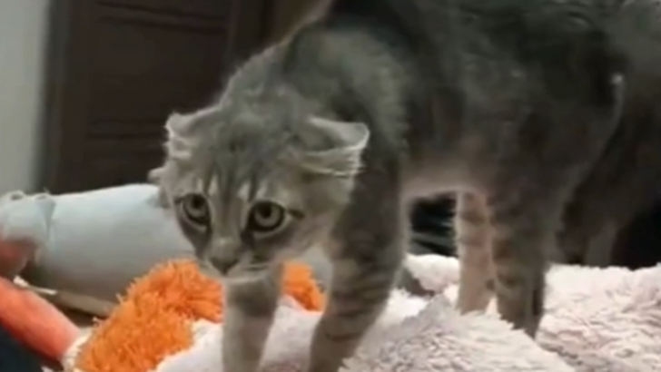The bravest animal until this happened