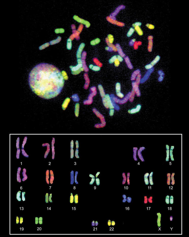 Human chimeras challenge DNA evidence in court cases