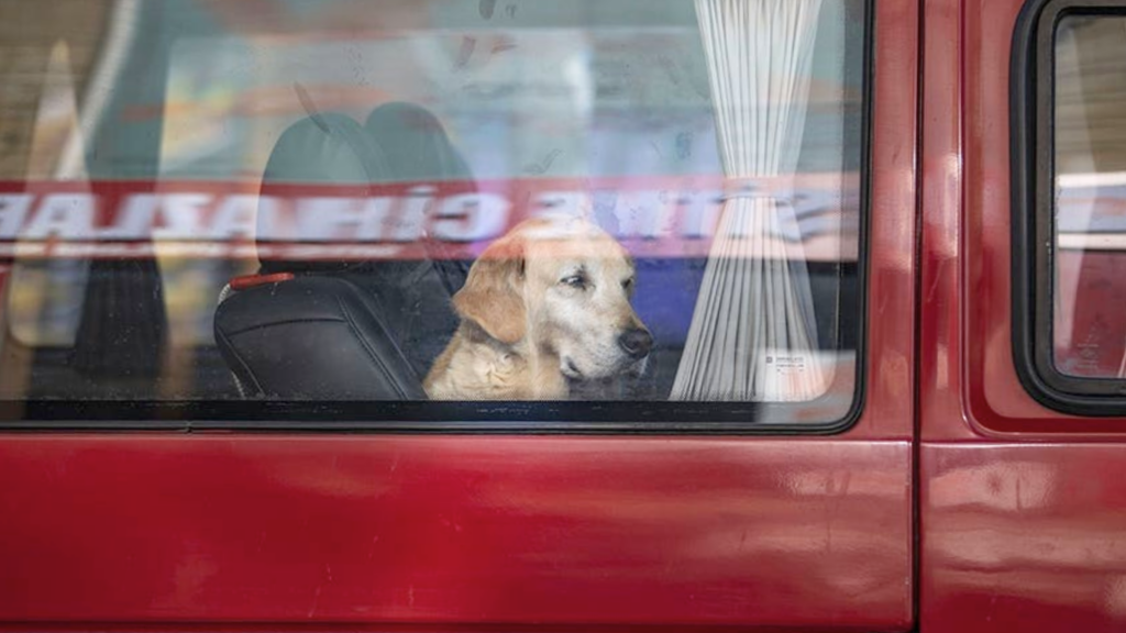 Driver injured after dog allegedly triggers gunshot blast near Nebraska ...
