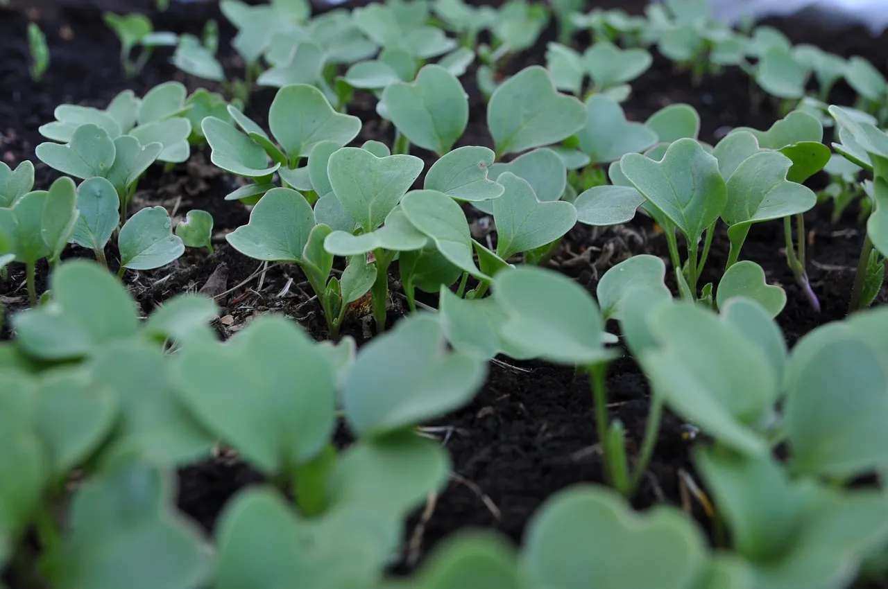 The trick to growing radishes that are crisp and mild rather than woody ...