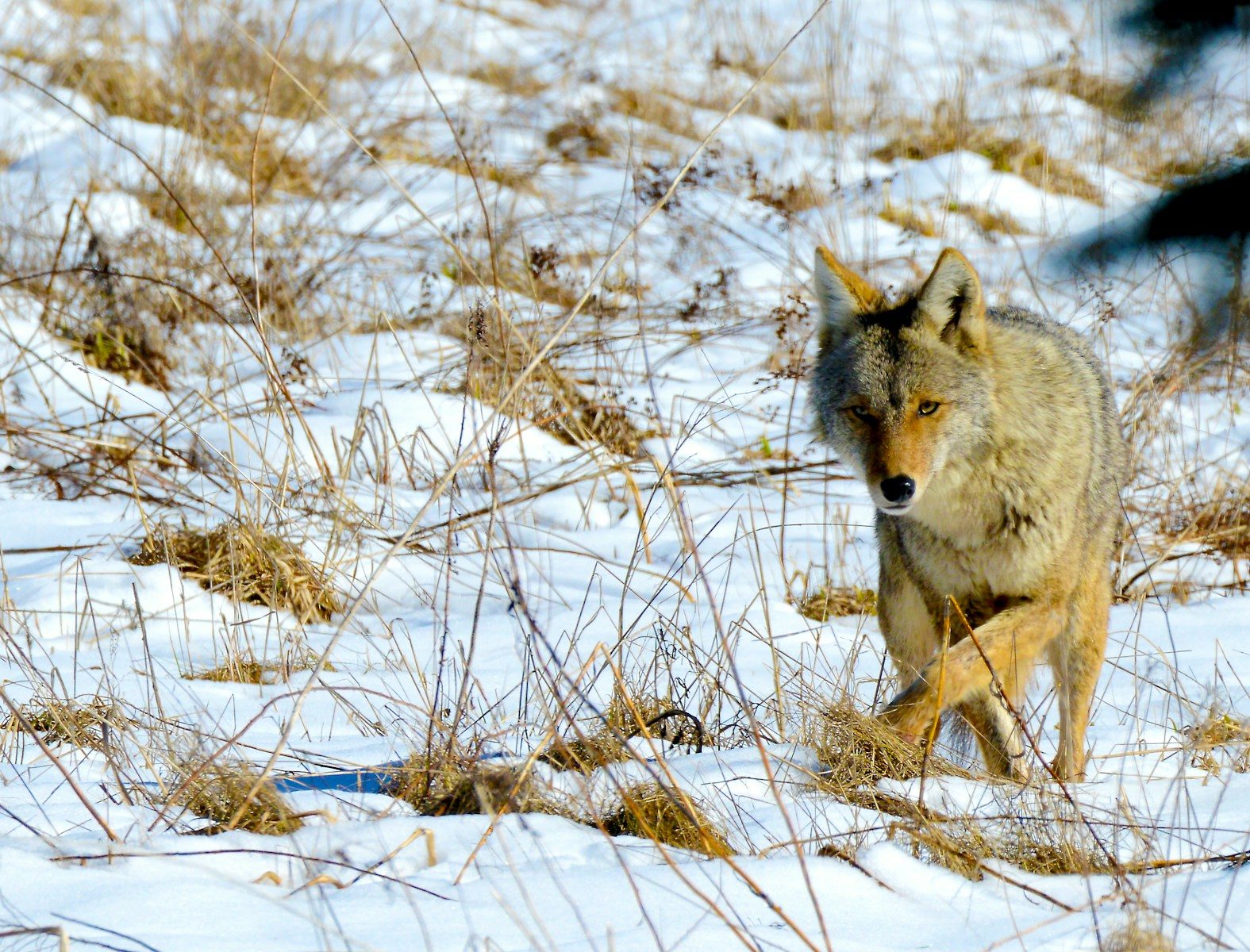 The 6 main differences between foxes and coyotes