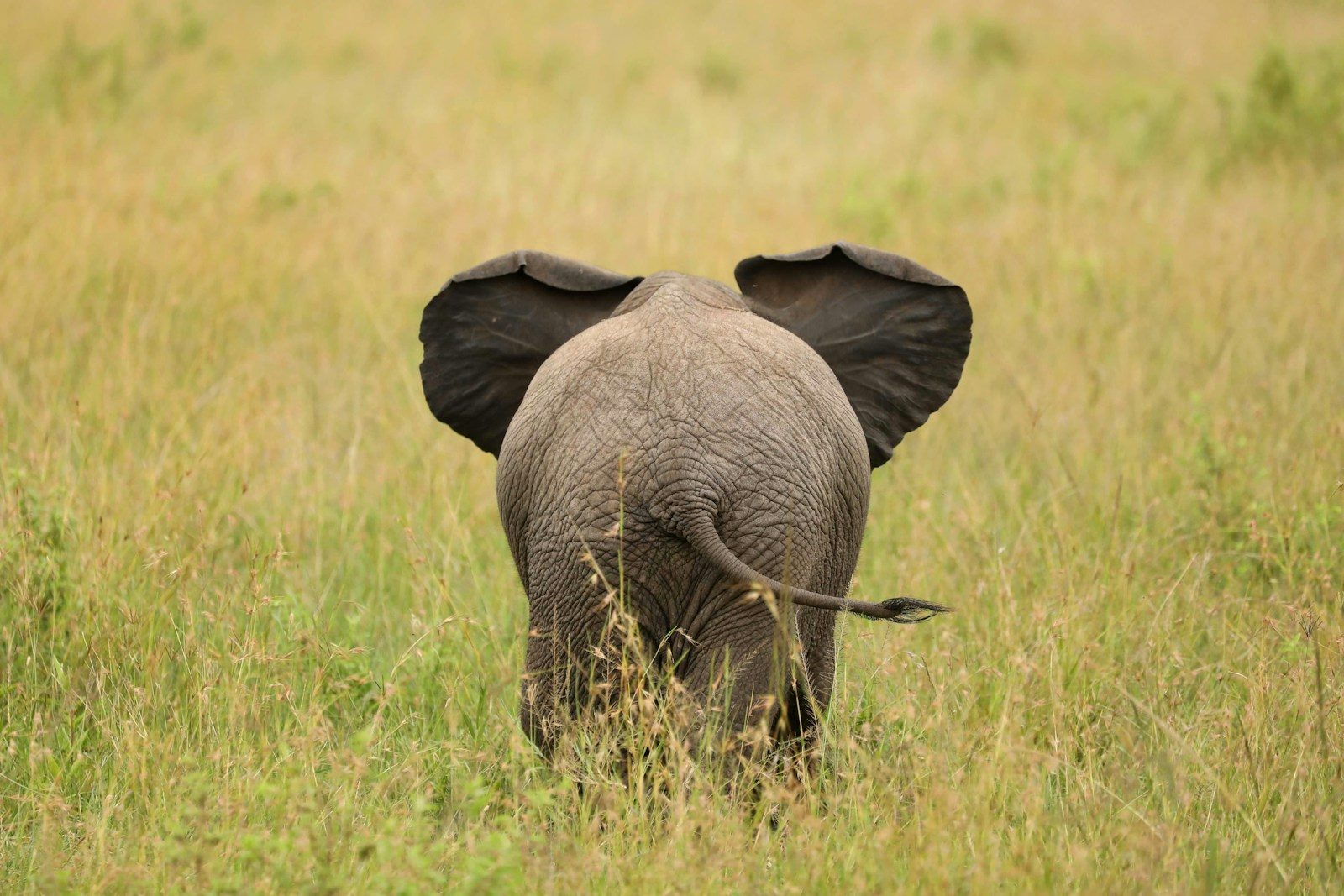 A tiny elephant calf that was once sheltered with goats is now thriving ...