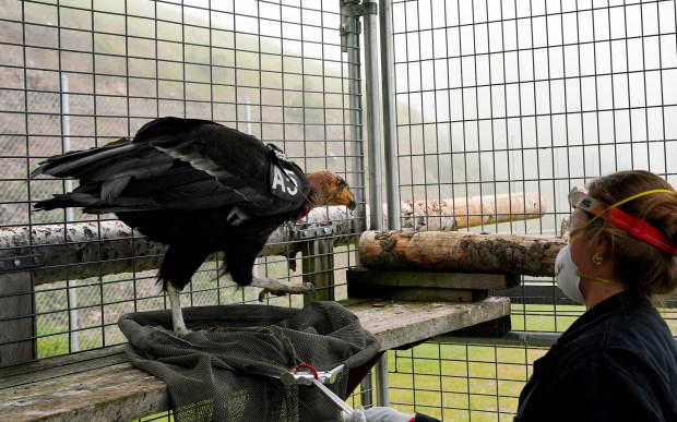 Condors are healthy in their spring medical checkup