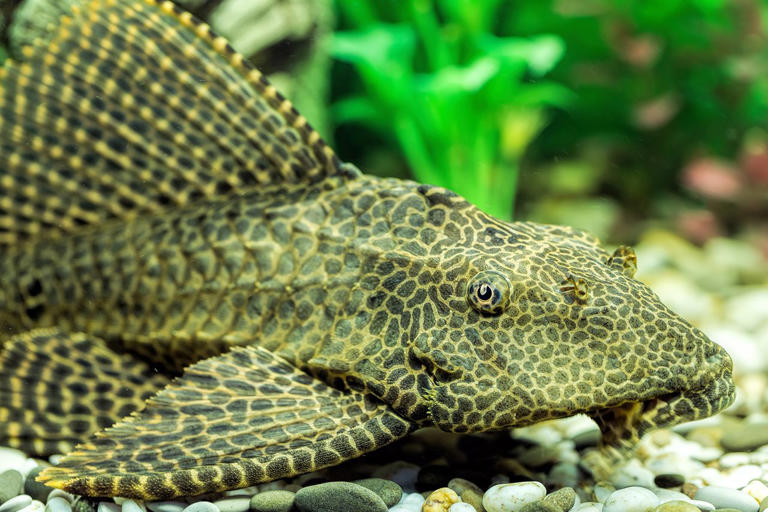 Over 7 tons of invasive 'janitor fish' extracted from Indonesian ...