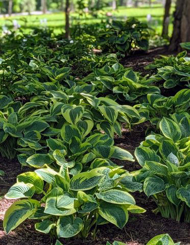 Martha just shared her stunning hosta garden—and it’s a masterclass in ...