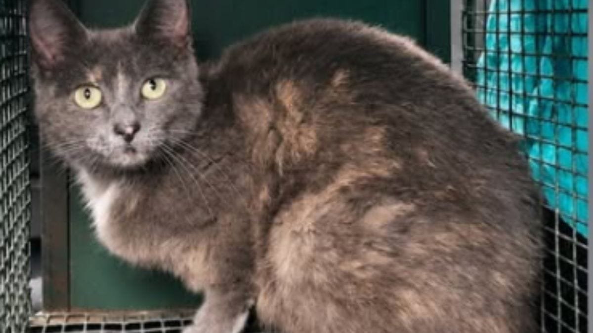 Stray cat settles in a garden: days later, the 'problem' had multiplied