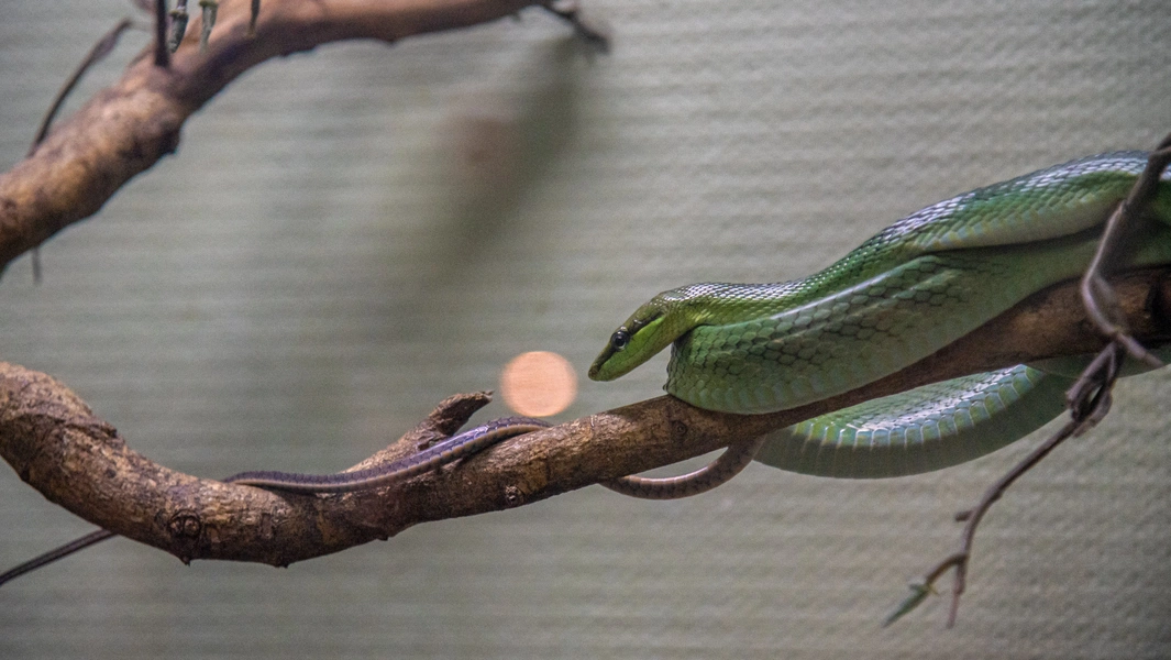 From king cobras to rat snakes, rare reptile intelligence revealed