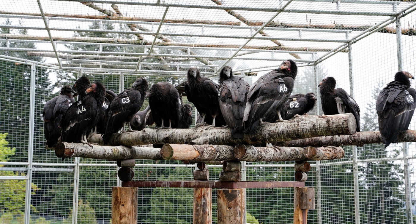 Condors are healthy in their spring medical checkup
