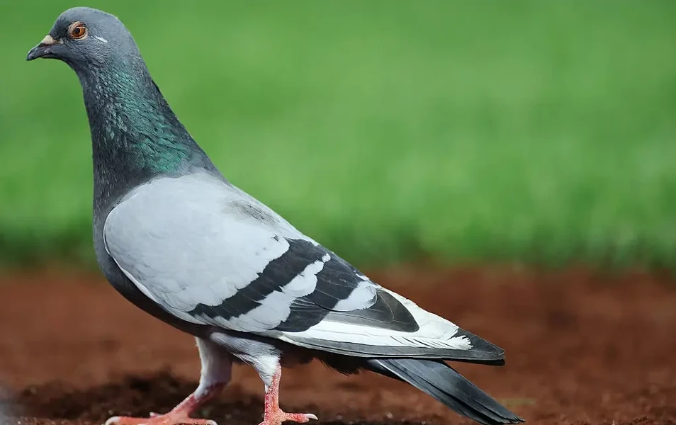 Scientists find pigeons’ magnetic compass in their livers