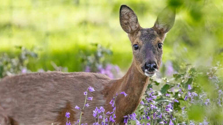 The color-changing perennial that deer can't stand but pollinators flock to