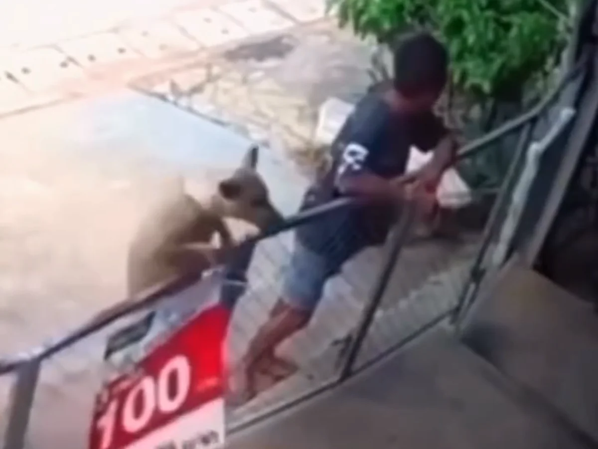 Cachorro pula grade para latir para homem do outro lado e vídeo viraliza