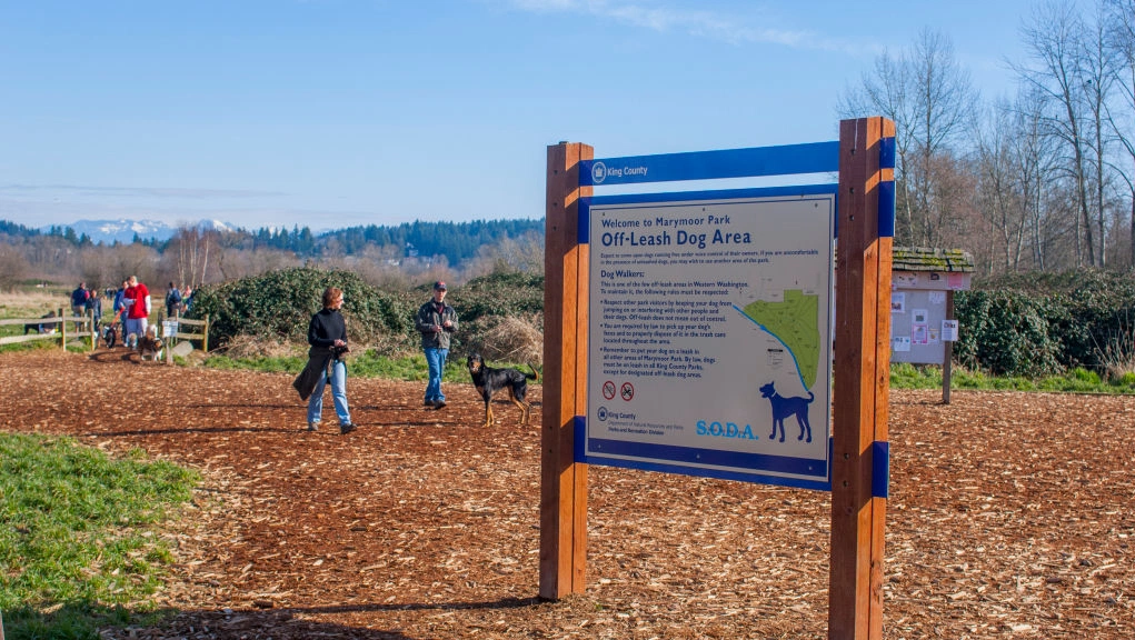 New guides spotlight best dog-friendly summer destinations