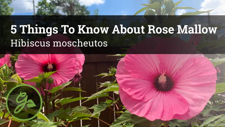 5 things to know about rose mallow / hibiscus moscheutos