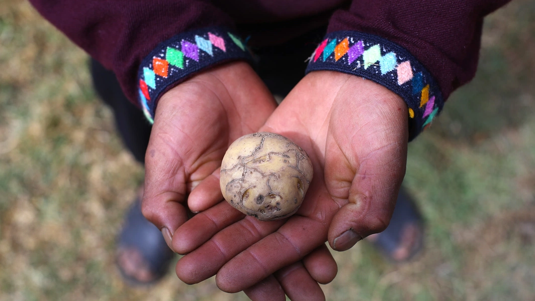 Indigenous Andeans hold world record for starch-digesting gene