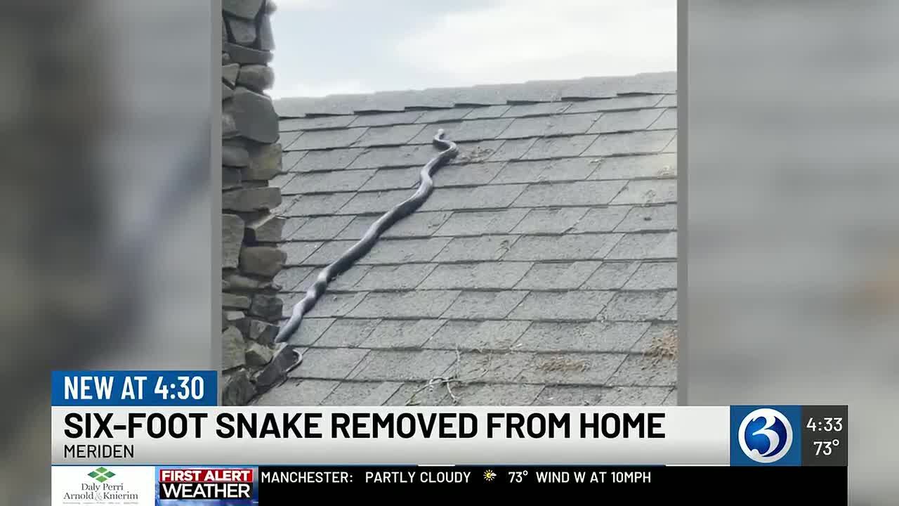 Meriden homeowner discovers six-foot snake living in attic