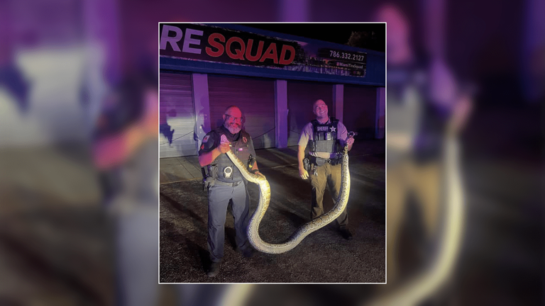Burmese python found under sidewalk with 20 eggs during peak nesting season