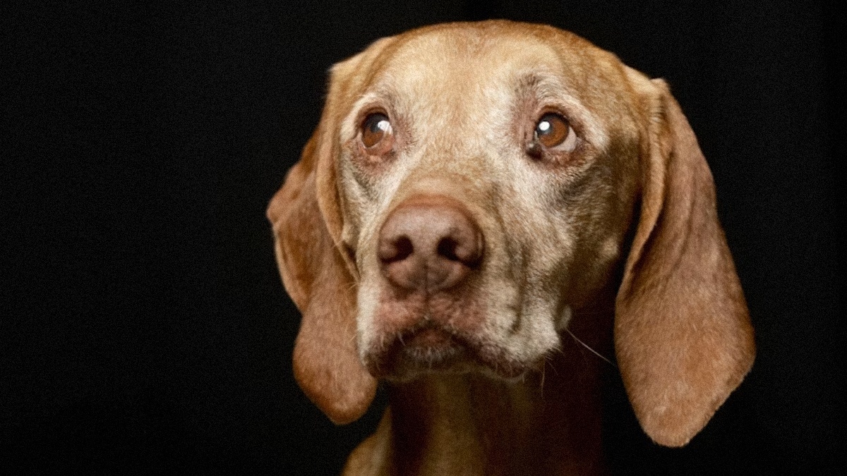 Your pet could be depressed without you realizing it: The silent signs