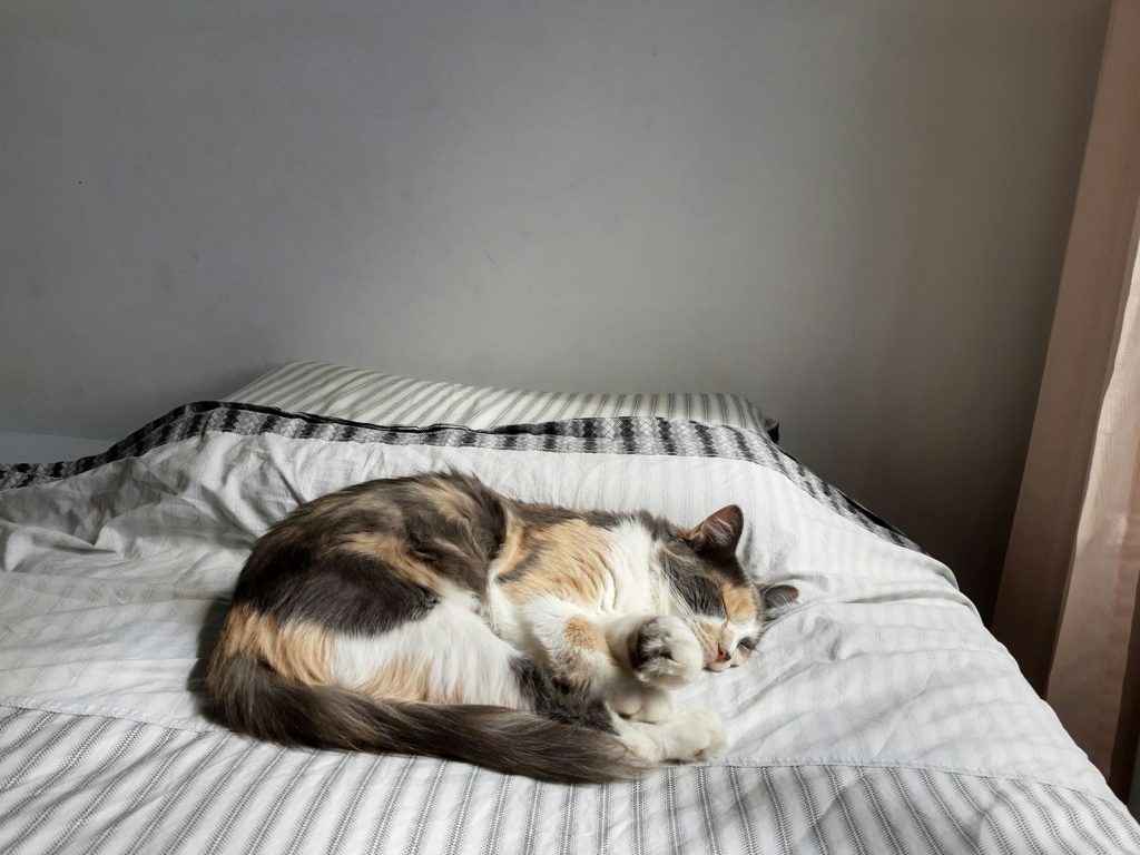 Unconscious human habits your cat views as true love