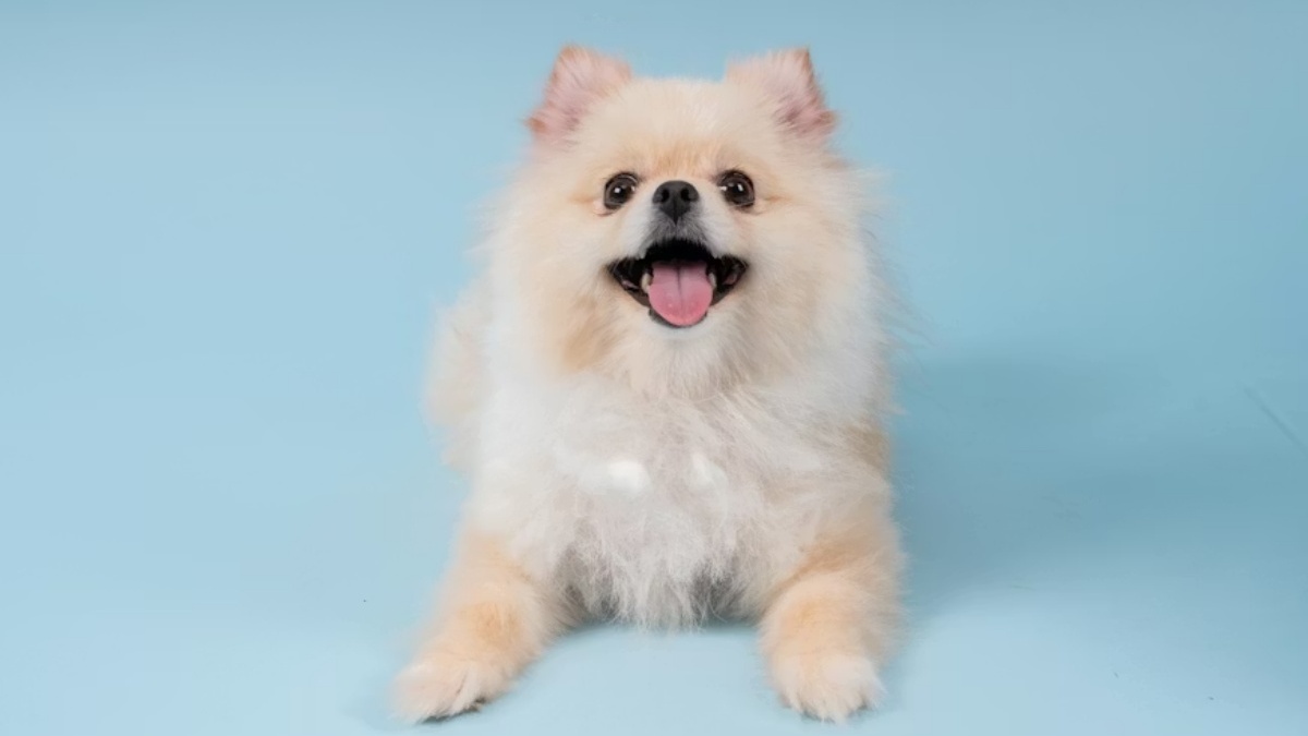 15 small dog breeds that learn tricks surprisingly fast