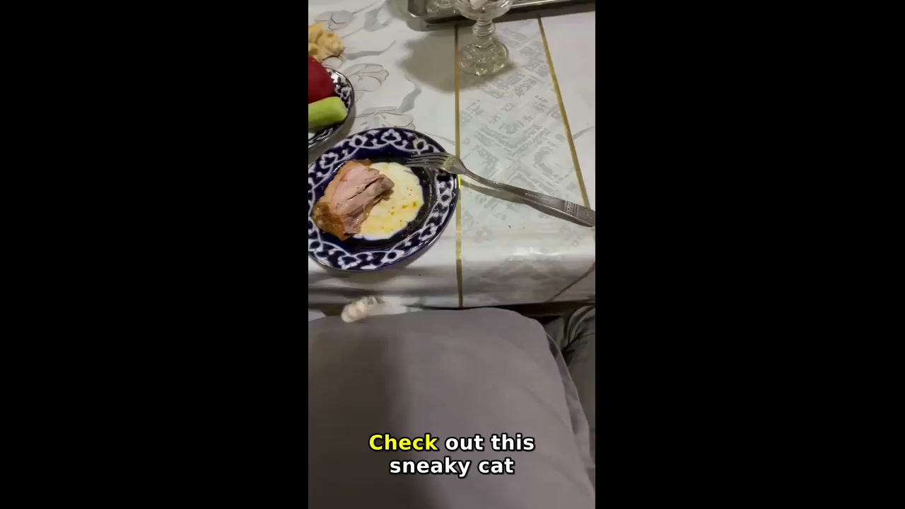 Sneaky cat's hilarious food heist under the table