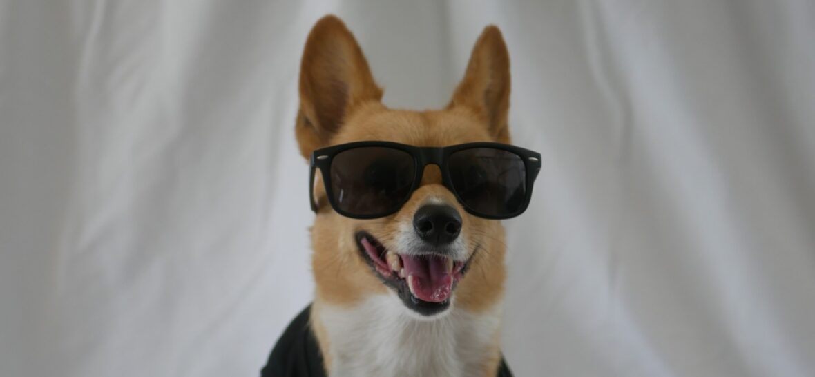 Meet the corgi that’s calling the shots during the NBA Finals: 'In ...