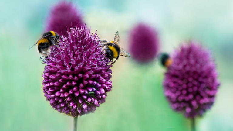 The color-changing perennial that deer can't stand but pollinators flock to