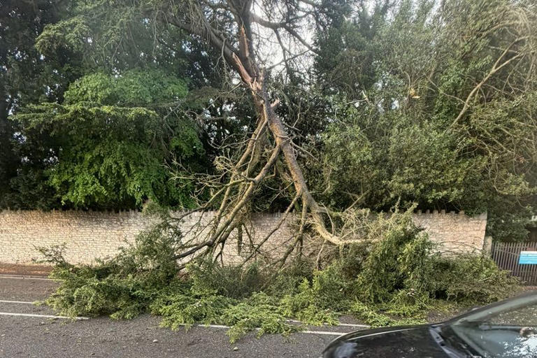 Dog walker's unusual decision might have saved her life as tree came ...