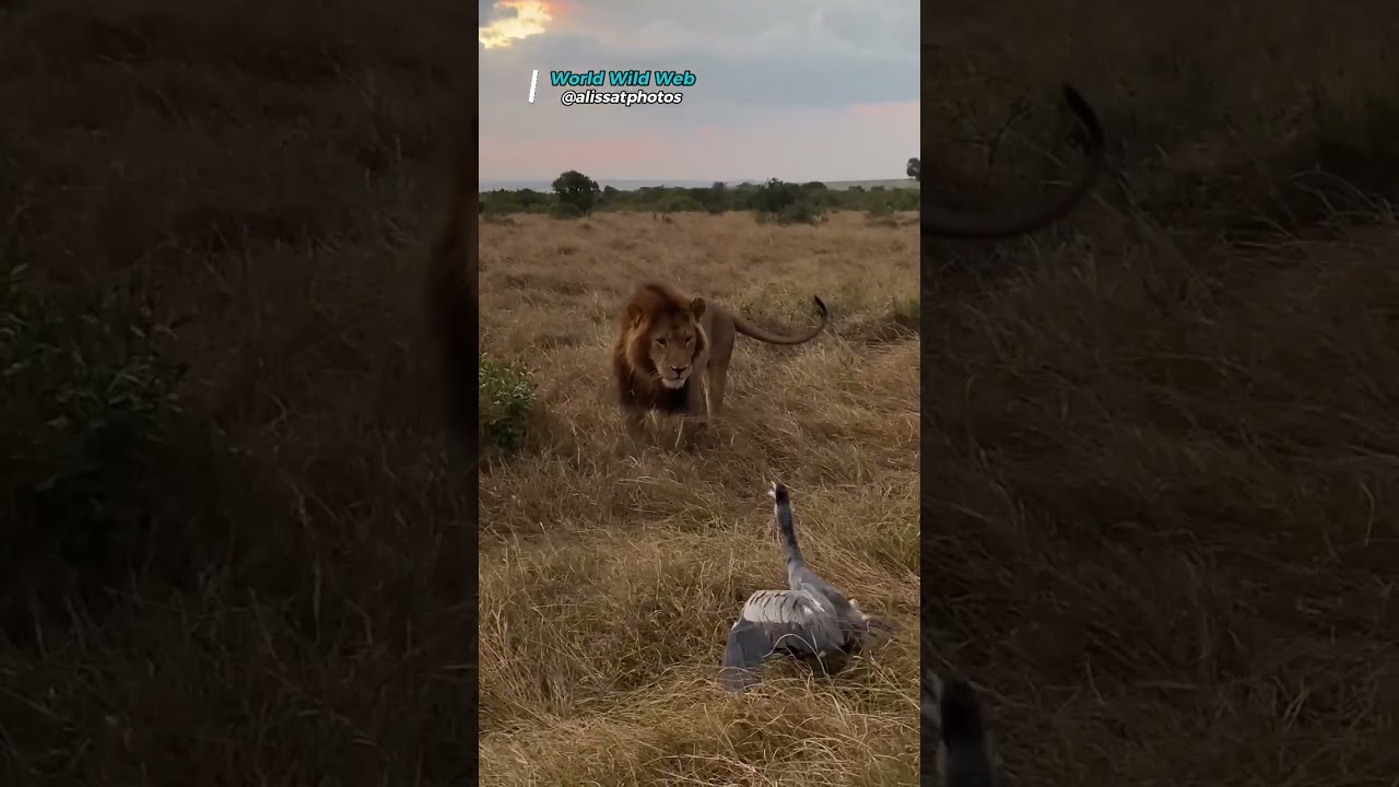 I witnessed a heron battle a lion! 🦩🦁