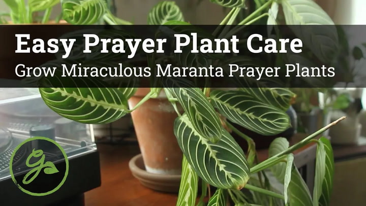 Easy prayer plant care
