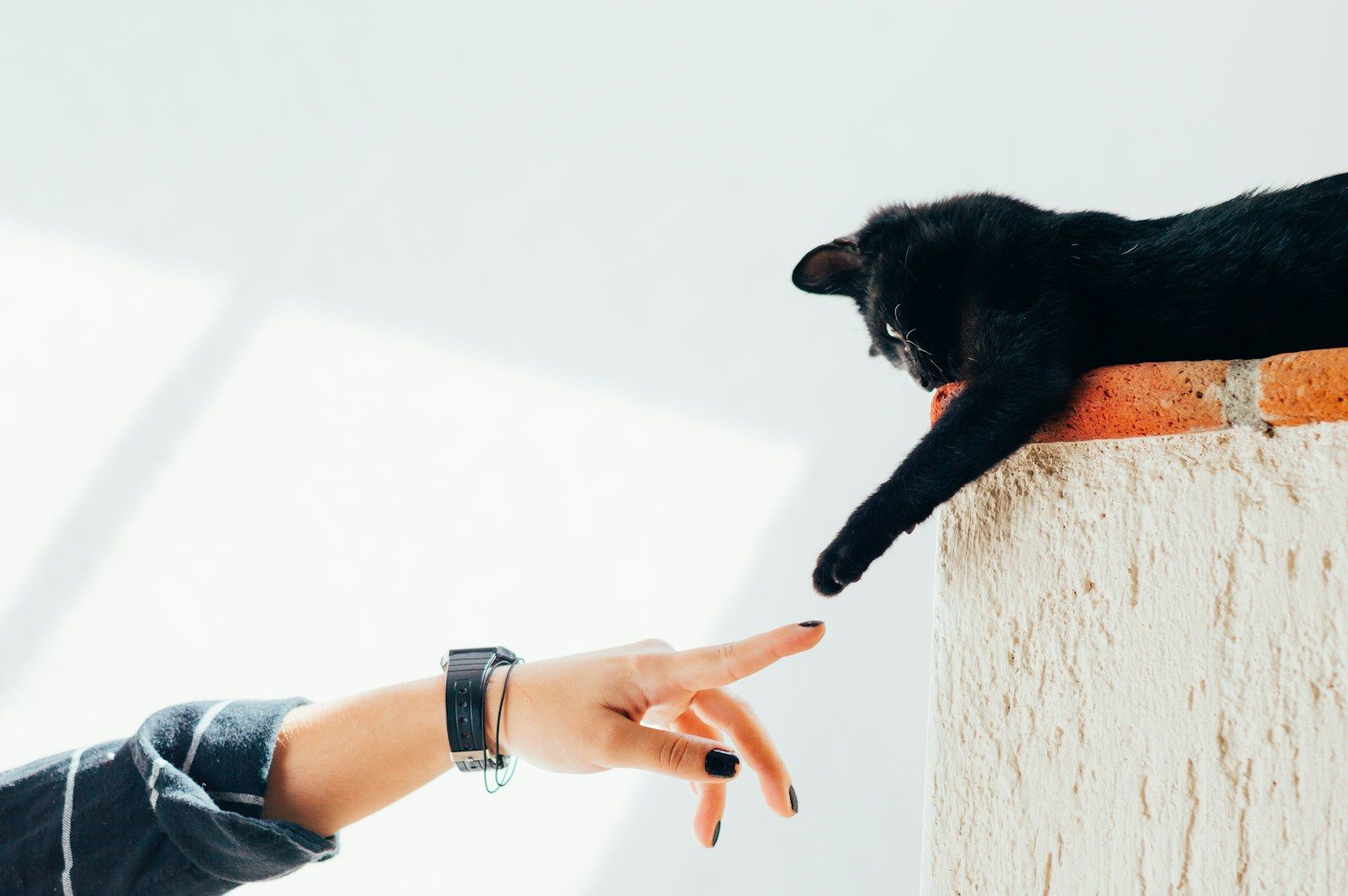 Unconscious human habits your cat views as true love