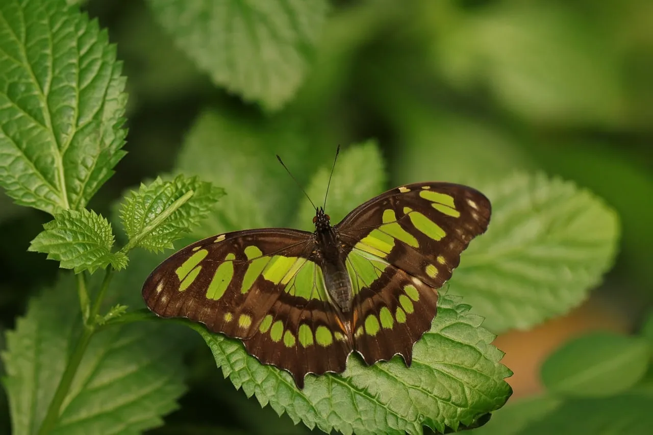 How to create a certified wildlife habitat right in your suburban backyard