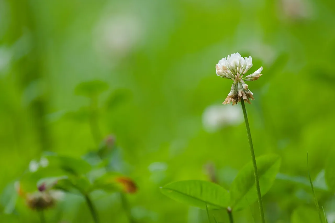 6 low-maintenance groundcovers that can easily replace a traditional lawn