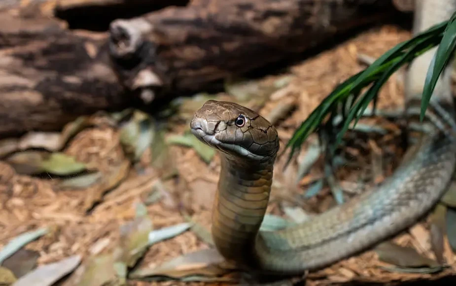 From king cobras to rat snakes, rare reptile intelligence revealed