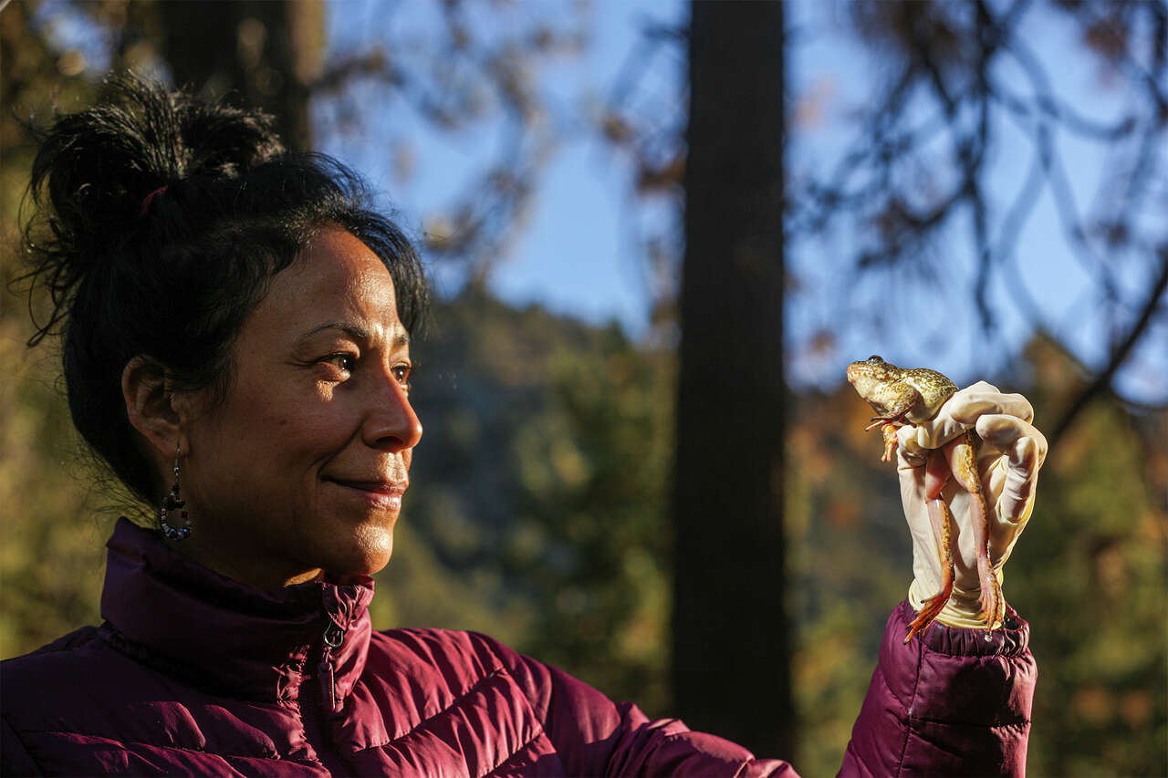 Endangered frogs have cut a famous Calif. trail in two for 20 years