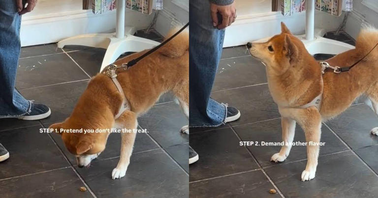 Dog has the perfect trick up her paw for getting treats twice
