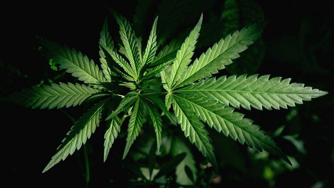 South Sound warehouse fire leads police to 1K cannabis plants - and ...