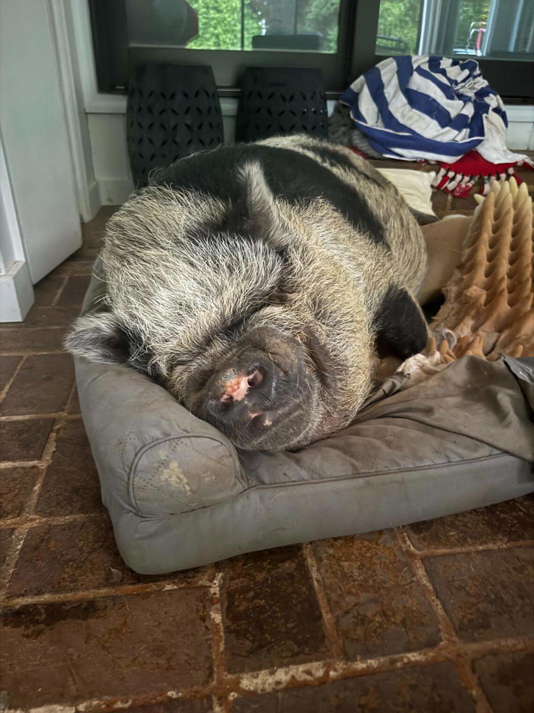 Hamilton the pig is back. Could he bring the Canes good luck in the ...