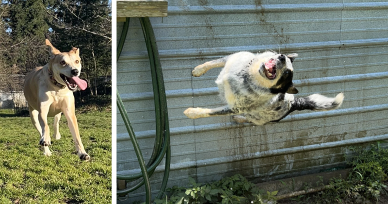 20 joyous doggos jumping for joy that the weekend has arrived