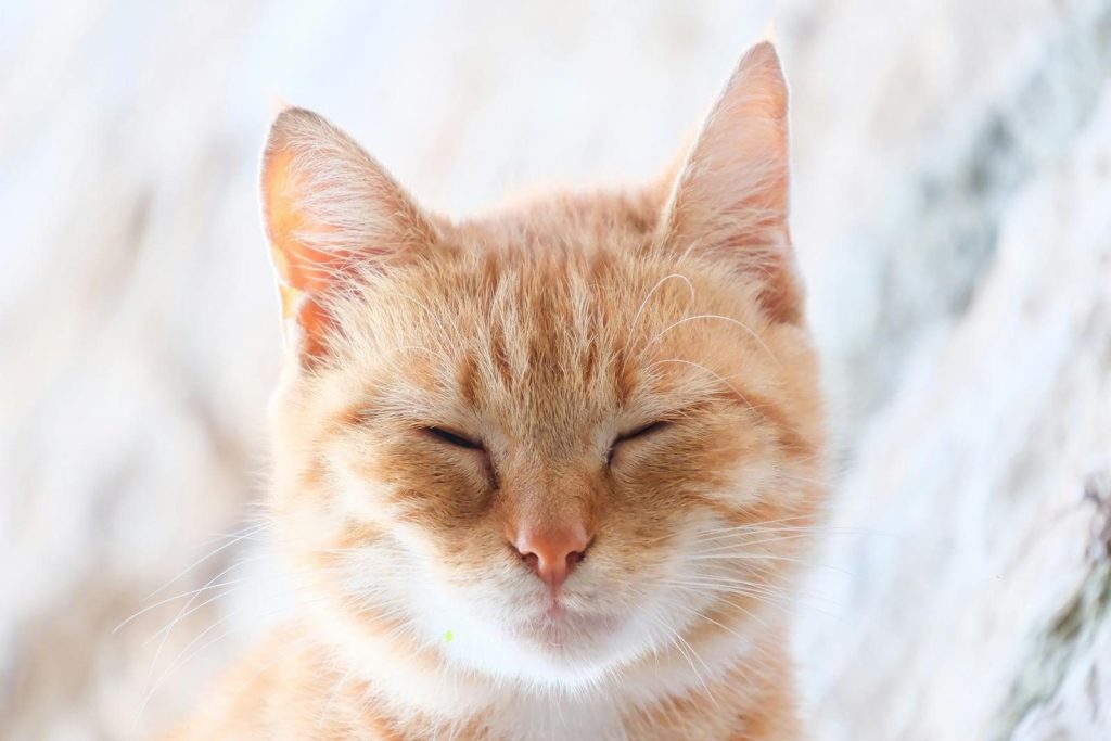 Unconscious human habits your cat views as true love