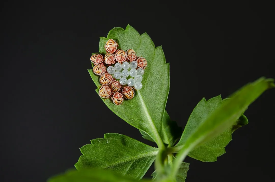 How to identify beneficial insect eggs so you don't accidentally ...