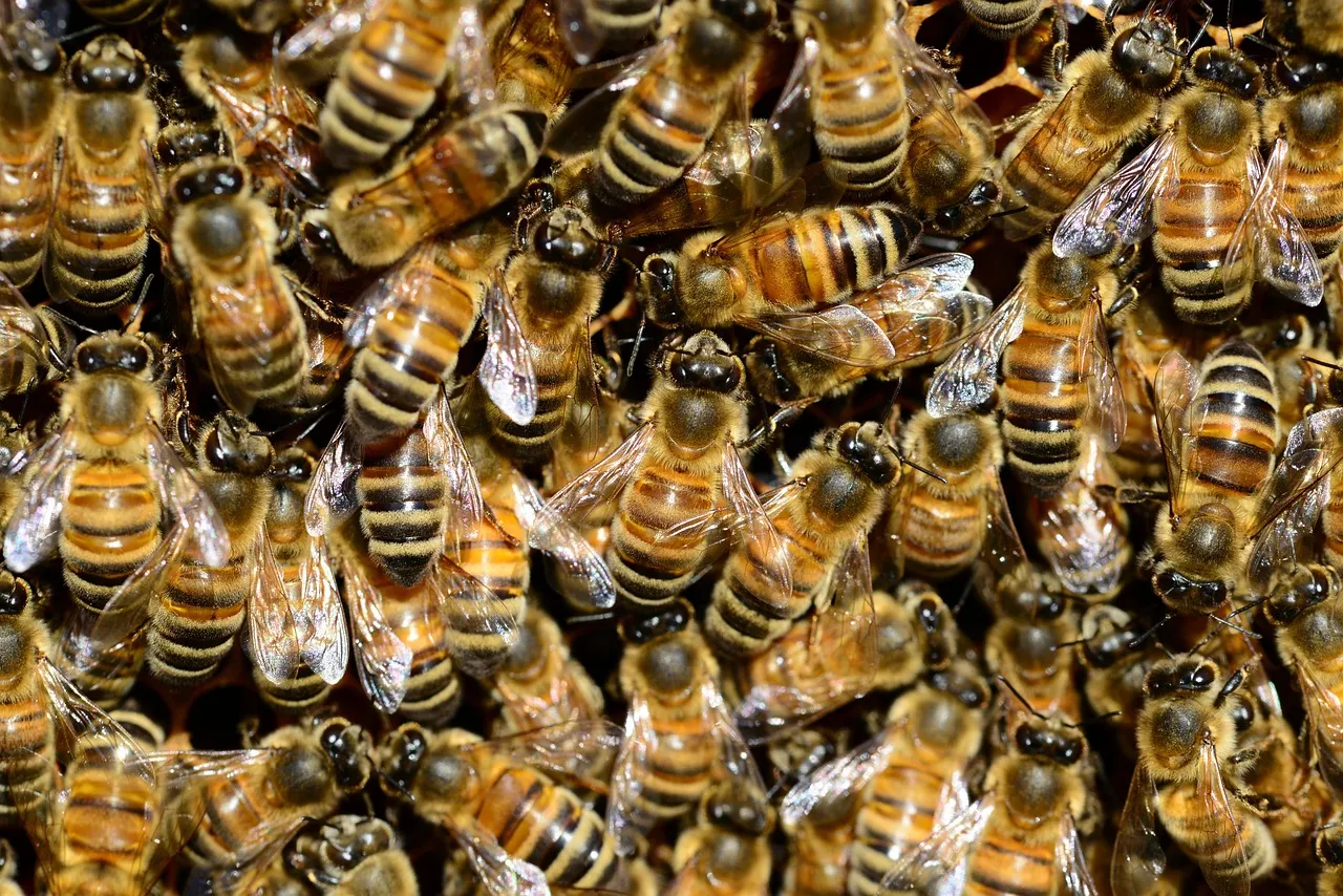 Why backyard beekeeping is surging – and how to start small without a hive