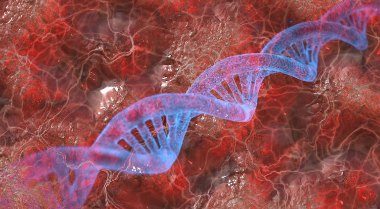 Chromosome model links one steady motor to shape shift needed for cell ...